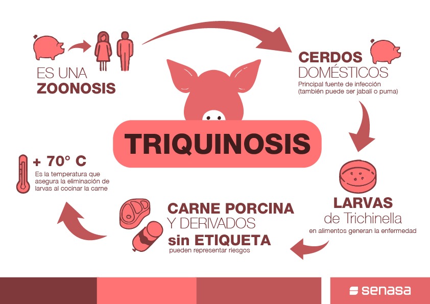 Claves para prevenir la triquinosis en la producción y el consumo de ...